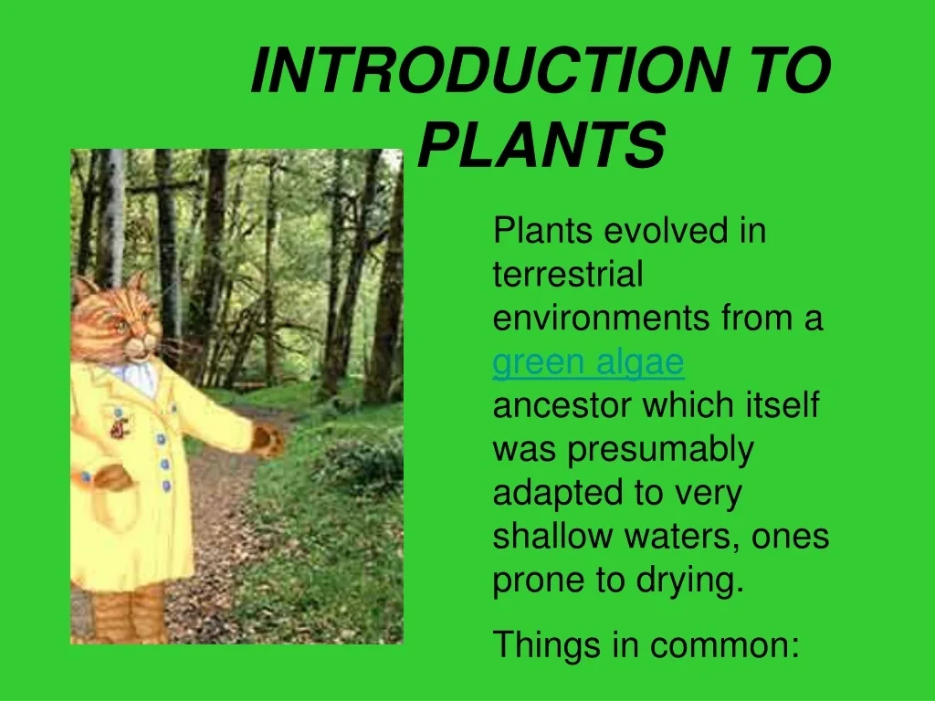 PPT - INTRODUCTION TO PLANTS PowerPoint Presentation, free download ...