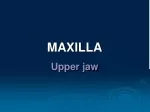 PPT - Landmarks of the Maxilla PowerPoint Presentation, free download ...