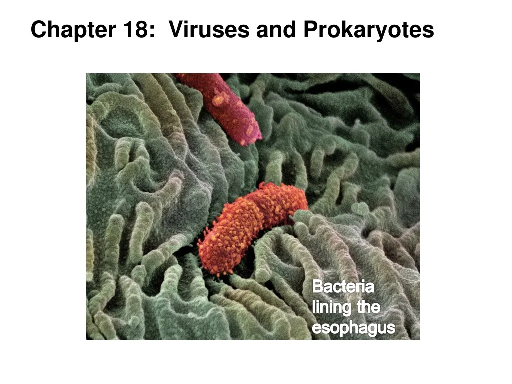 PPT - Viruses and Prokaryotes in Biology PowerPoint Presentation, free ...