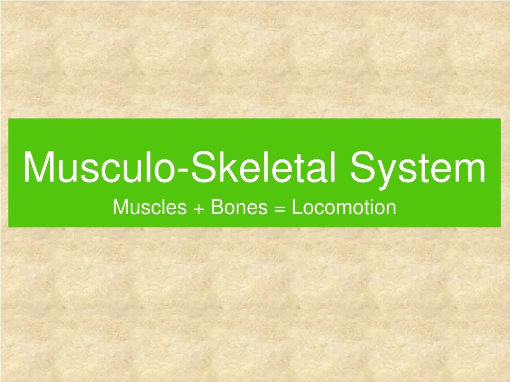 PPT - Musculo-Skeletal System PowerPoint Presentation, free download ...