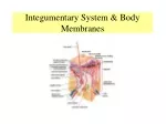 PPT - SKIN AND BODY MEMBRANES INTEGUMENTARY SYSTEM PowerPoint ...