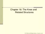 PPT - Structures and Related Common Pathologies of the Knee PowerPoint ...