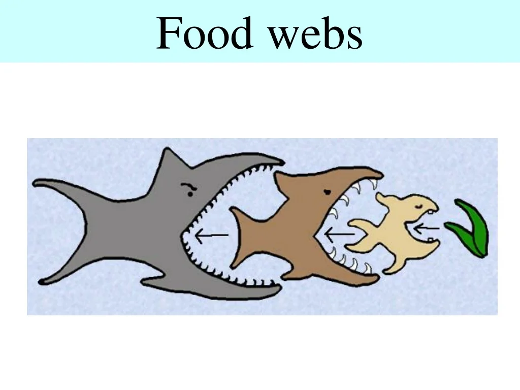 PPT - Food webs PowerPoint Presentation, free download - ID:9425024