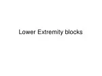 PPT - Lower Extremity and Trunk Ultrasound Guided Blocks PowerPoint ...