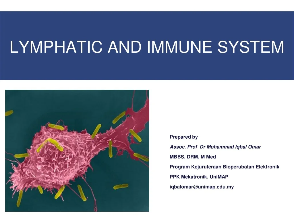 PPT - LYMPHATIC AND IMMUNE SYSTEM PowerPoint Presentation, free ...