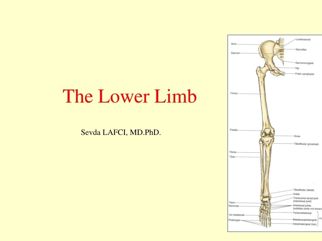 PPT - The Lower Limb PowerPoint Presentation, free download - ID:9430059