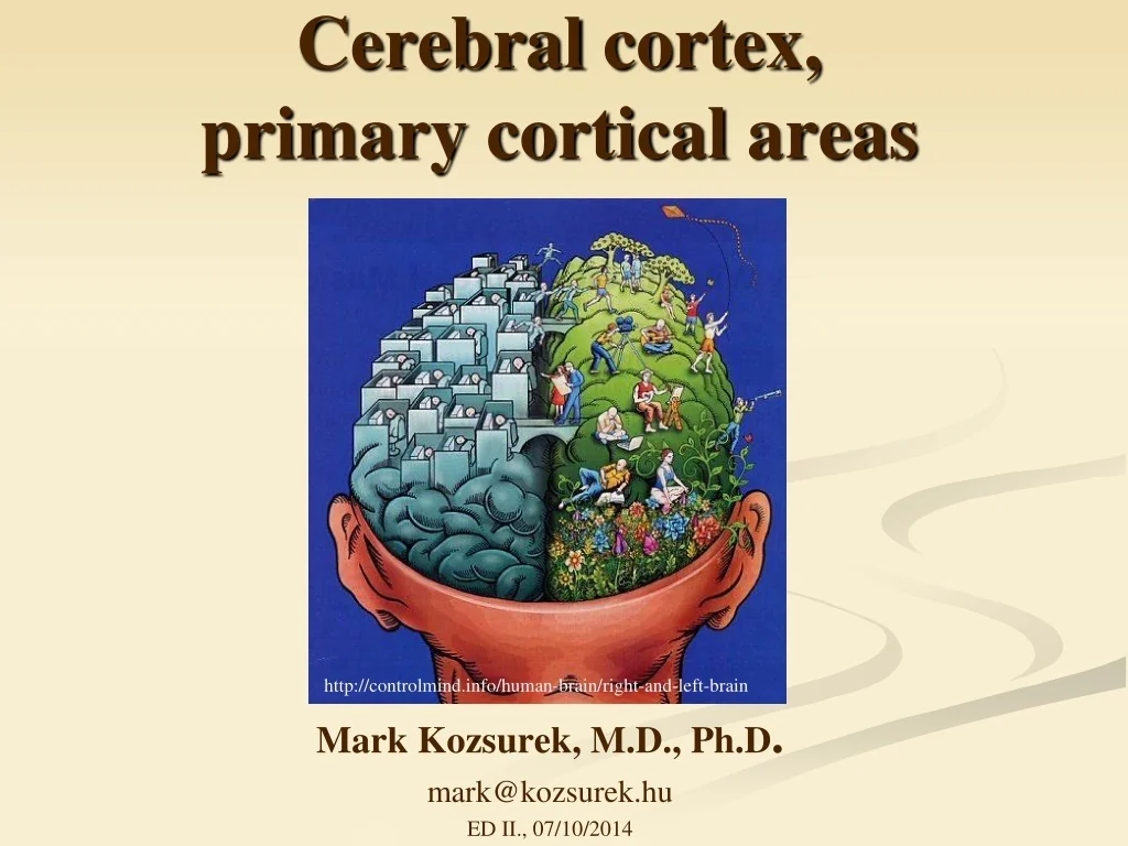 PPT - Cerebral cortex , primary cortical areas PowerPoint Presentation ...