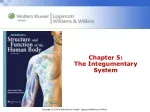 PPT - Chapter 5 The Integumentary System PowerPoint Presentation, free ...