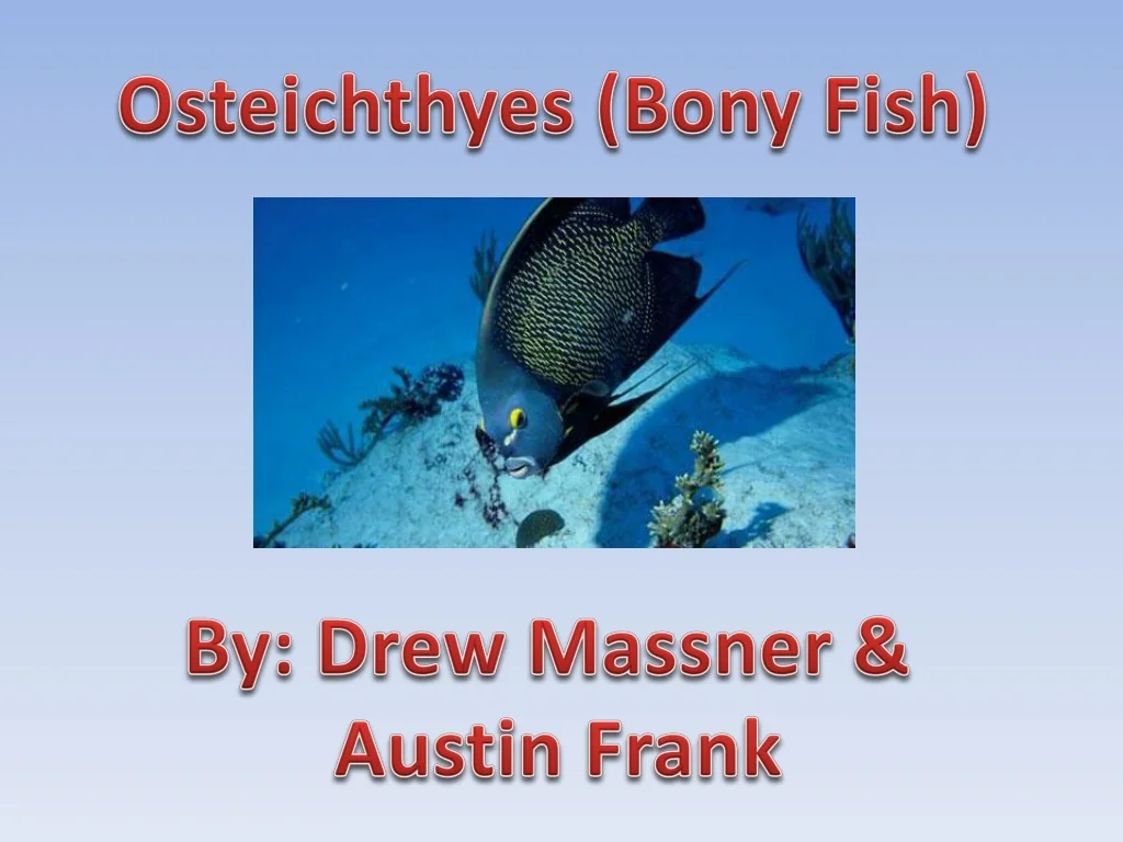 PPT - Fascinating World of Osteichthyes: Bony Fish Adaptations and ...