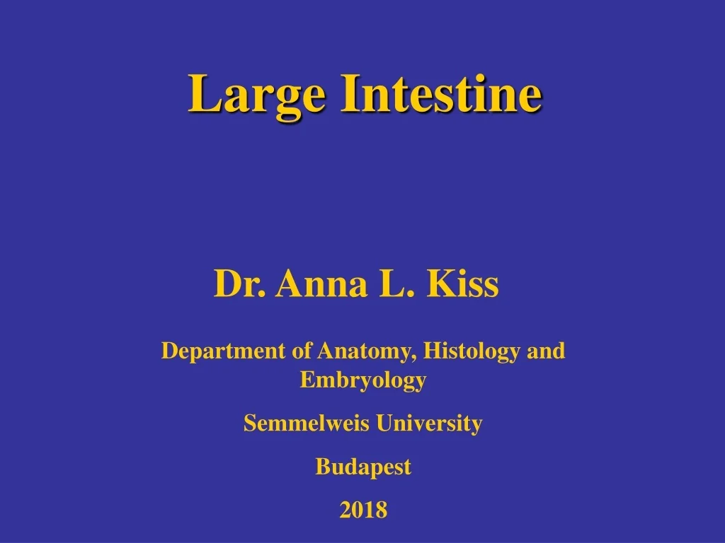 PPT - Large Intestine PowerPoint Presentation, free download - ID:9438438