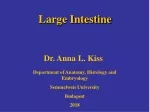 PPT - Large intestine PowerPoint Presentation, free download - ID:2286242