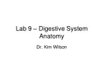 PPT - Digestive System Anatomy PowerPoint Presentation, free download ...