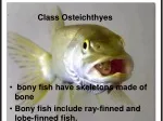 PPT - Superclass Osteichthyes bony fishes PowerPoint Presentation, free ...