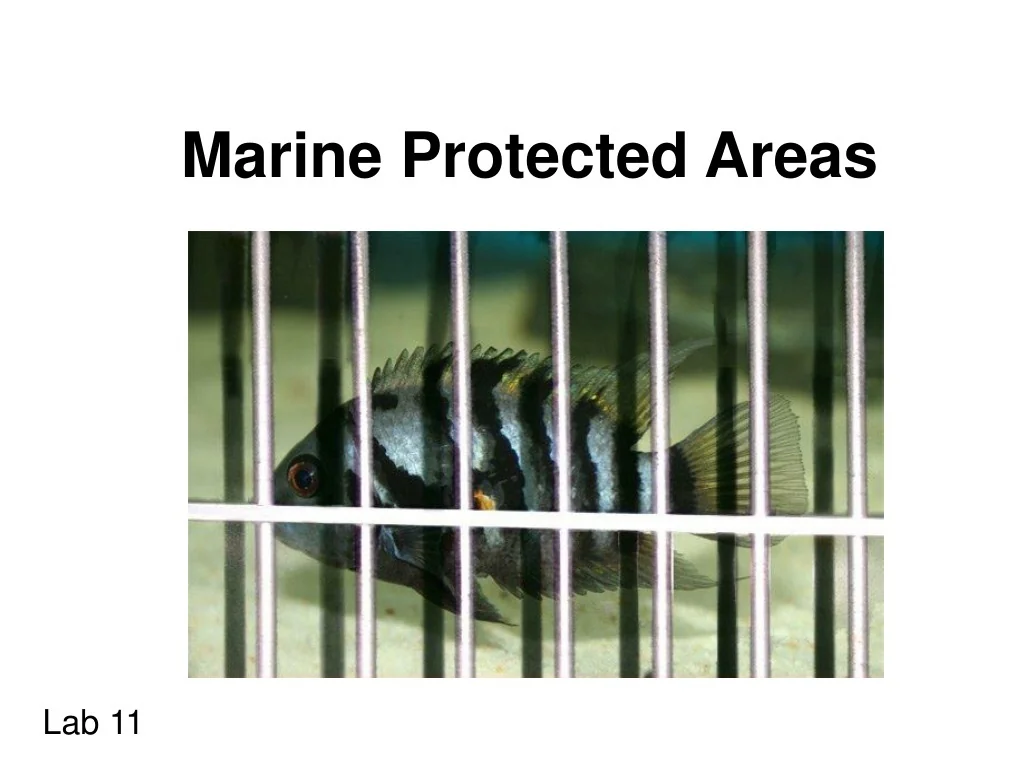 PPT - Marine Protected Areas PowerPoint Presentation, free download ...