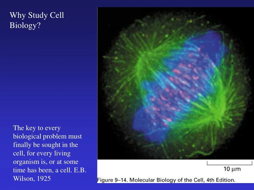 PPT - Why Study Cell Biology? PowerPoint Presentation, free download ...