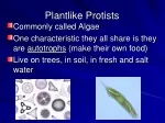 PPT - Plant-Like Protists (Algae) PowerPoint Presentation, free ...