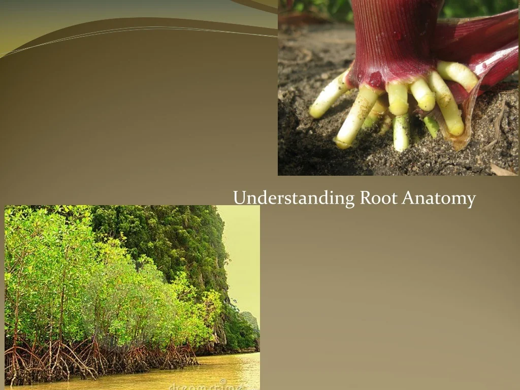 PPT - Understanding Root Anatomy PowerPoint Presentation, free download ...