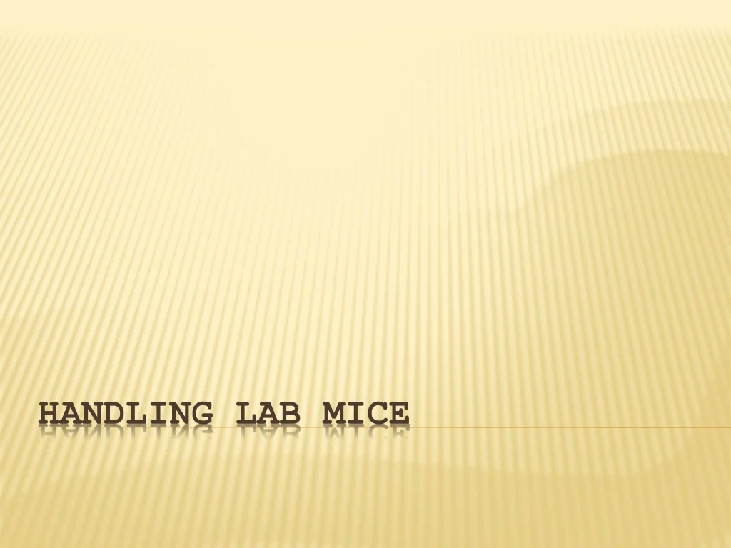 PPT - Handling Lab mice PowerPoint Presentation, free download - ID:9443449