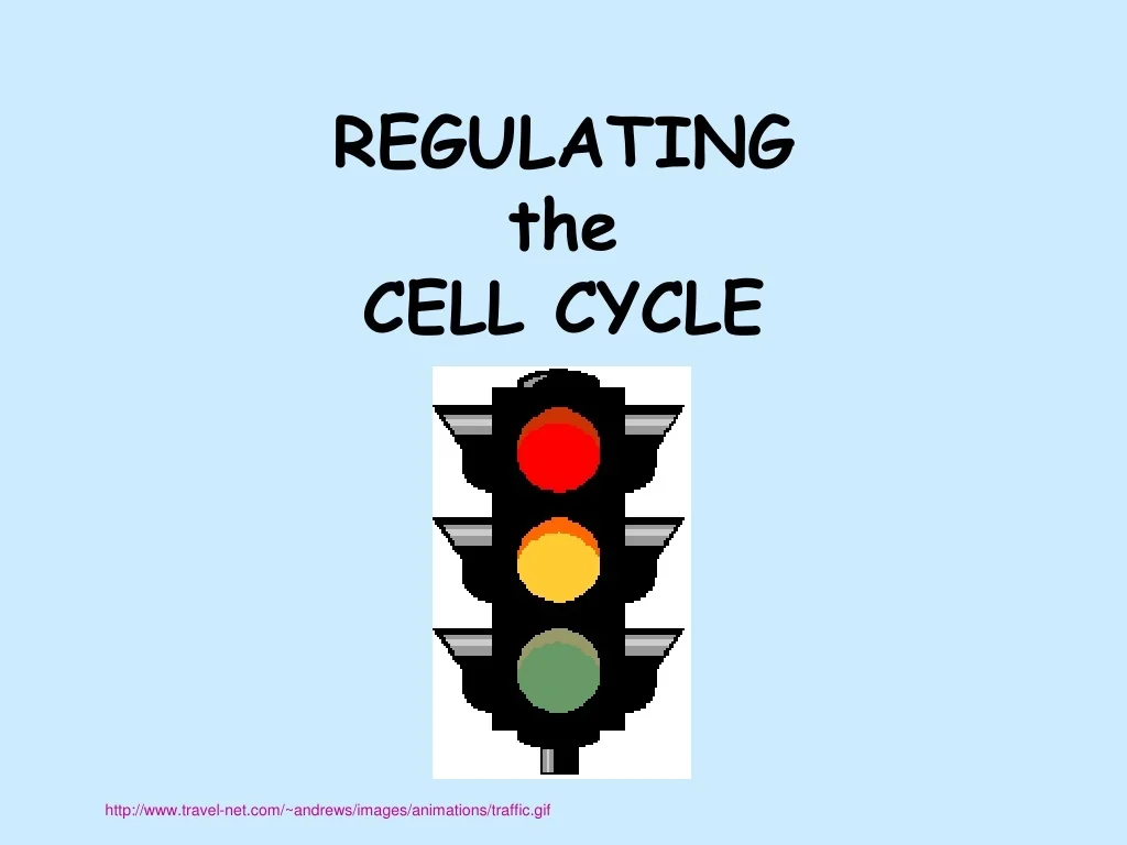 PPT - REGULATING the CELL CYCLE PowerPoint Presentation, free download ...