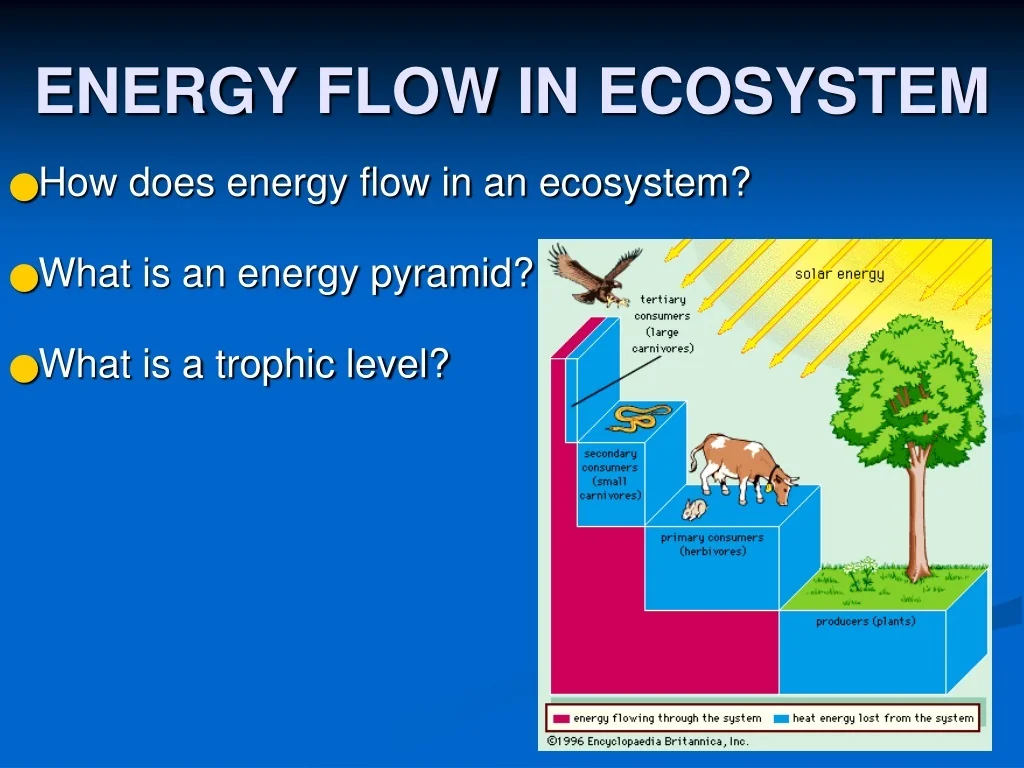 PPT - ENERGY FLOW IN ECOSYSTEM PowerPoint Presentation, free download ...
