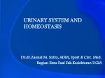 PPT - The urinary system homeostasis and temperature control PowerPoint ...