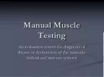 PPT - Principles of Manual Muscle Testing PowerPoint Presentation, free ...