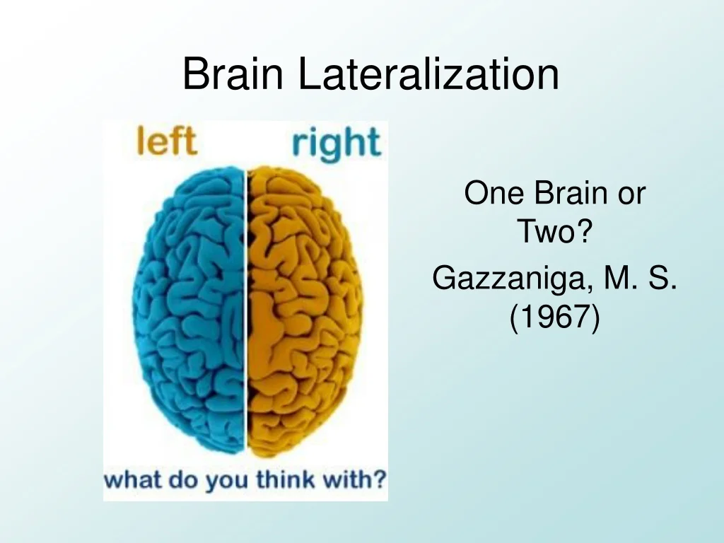 PPT - Brain Lateralization PowerPoint Presentation, free download - ID ...
