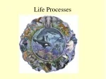 PPT - CHAPTER - 6 LIFE PROCESSES PowerPoint Presentation, free download ...
