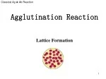 PPT - Agglutination PowerPoint Presentation, free download - ID:3258475