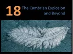 PPT - Significance of the Cambrian Explosion PowerPoint Presentation ...