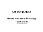 PPT - Cat Dissection PowerPoint Presentation, free download - ID:157212