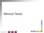 PPT - NERVOUS TISSUE PowerPoint Presentation, free download - ID:7013272