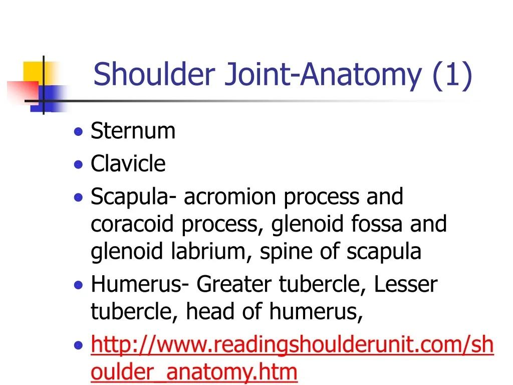 PPT - Comprehensive Guide to Shoulder Joint Anatomy and Function ...