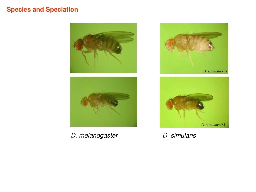 PPT - Species and Speciation PowerPoint Presentation, free download ...