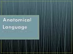 PPT - ANATOMICAL TERMS PowerPoint Presentation, free download - ID:2032605