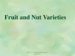 PPT - Vegetative Morphology of Fruit and Nut Crops PowerPoint ...