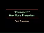 PPT - Mandibular Premolars PowerPoint Presentation, free download - ID ...