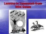 PPT - 4 LESSONS FOR ORGANISATIONS FROM GEESE Based on research by ...
