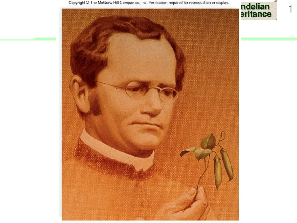 PPT - Gregor Mendel's Laws of Inheritance in Pea Plants PowerPoint ...