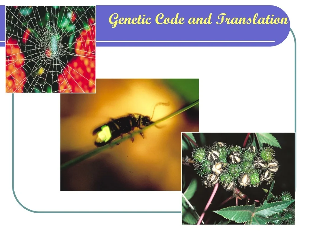 PPT - Genetic Code and Translation PowerPoint Presentation, free ...
