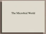 PPT - The Microbial World PowerPoint Presentation, free download - ID ...