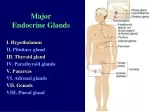 PPT - Endocrine Glands PowerPoint Presentation, free download - ID:354514