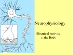 PPT - Neurophysiology PowerPoint Presentation, free download - ID:168209