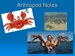 PPT - Arthropod Classification PowerPoint Presentation, free download ...