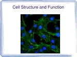 PPT - CELL STRUCTURE AND FUNCTION PowerPoint Presentation, free ...