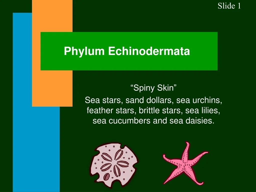 PPT - Phylum Echinodermata PowerPoint Presentation, free download - ID ...