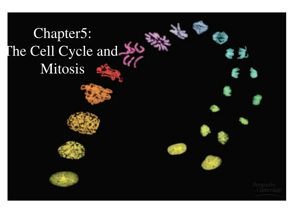 PPT - Chapter5: The Cell Cycle and Mitosis PowerPoint Presentation ...