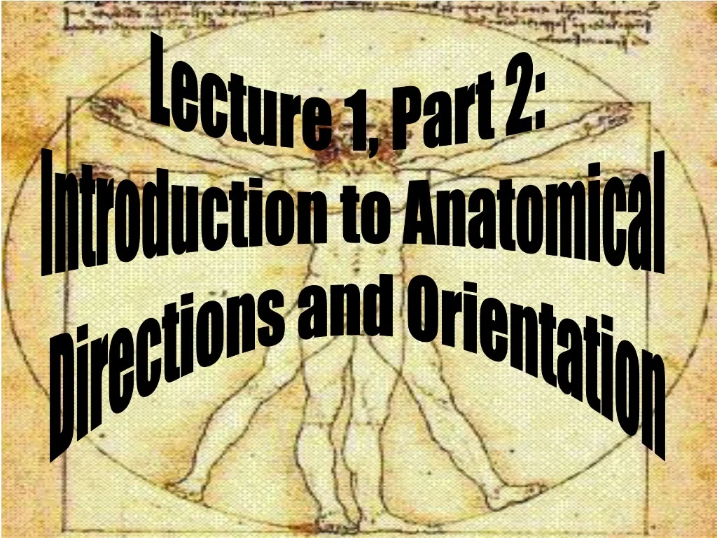 PPT - Lecture 1, Part 2: Introduction to Anatomical Directions and ...