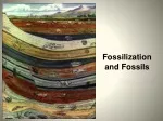 PPT - Processes of Fossilization PowerPoint Presentation, free download ...