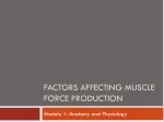 PPT - Hill model of force production PowerPoint Presentation, free ...